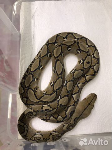 Змея сетчатый питон