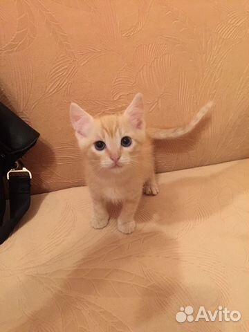 Отдам маленького рыжего котёнка