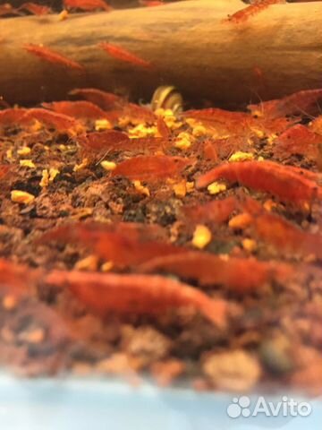 Креветки «красный огонь» (Red Fire)