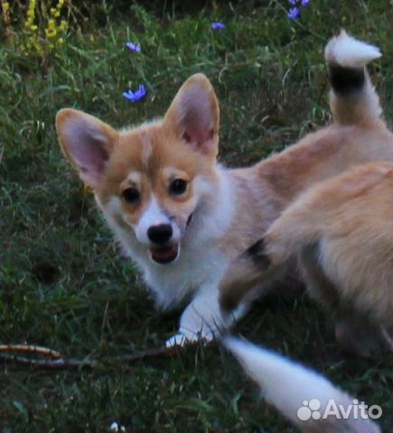 Вельш корги пемброк щенки подрощенные