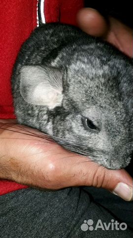 Шиншилла