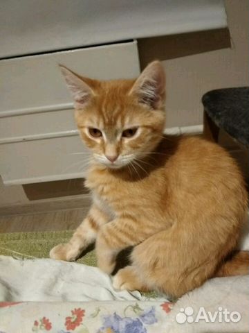 Рыжий котенок в дар 8 мес, девочка кошка