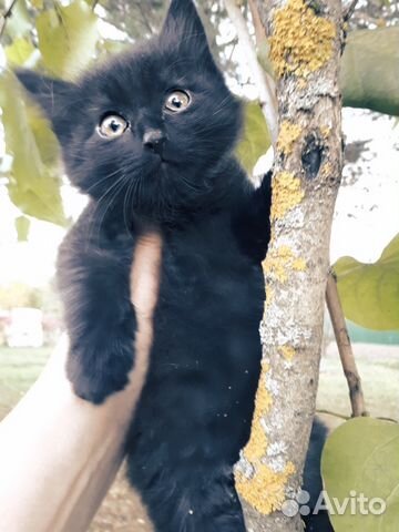 Котята в добрые руки Котёнок в дар