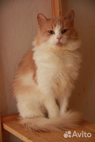 Котик Маркус ищет дом