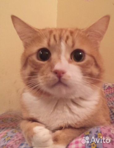 Котик