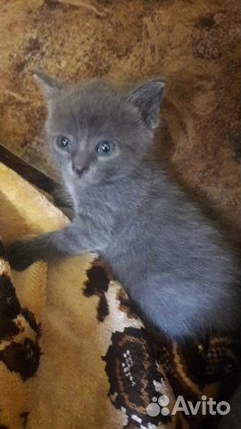 Милые дымчатые котята ищут хозяев и дом
