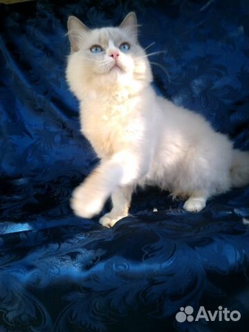 Кошка регдолл с документами в разведение