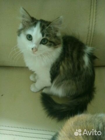 Сибирская кошечка