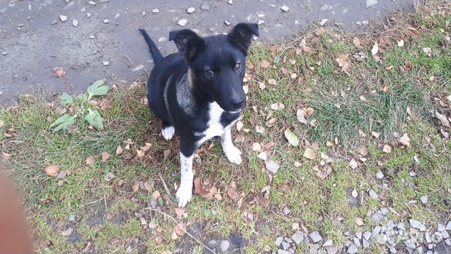 Отдам щенка