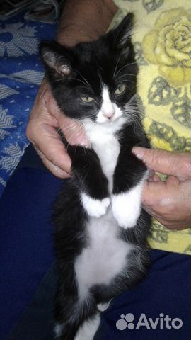 Отдам в добрые руки