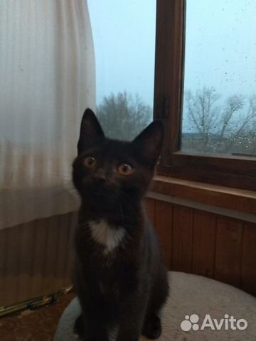 Котенок с приданным