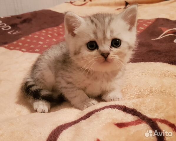 Британские котята