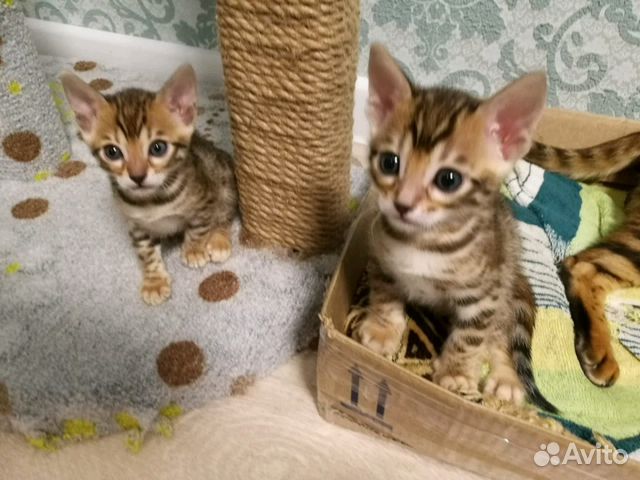 Бенгальские тигрята