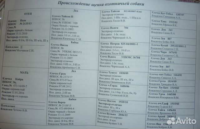 Щенок восточно-сибирской лайки