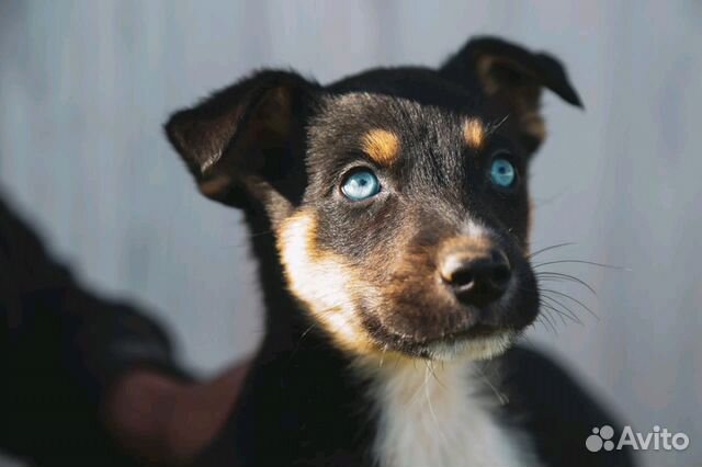 Метис хаски Норд в дар