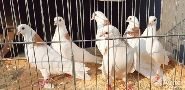 Голуби Ижевские