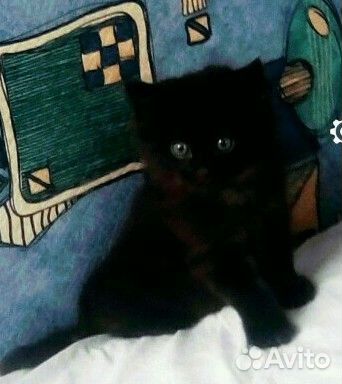 Котенок