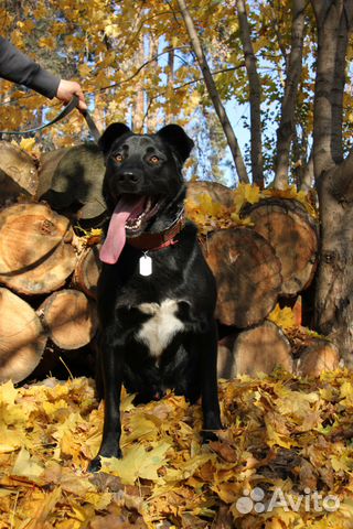 Ремо - суперпёс