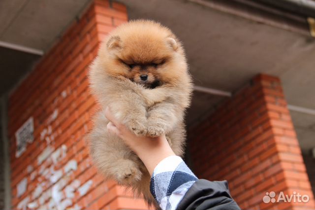 Мальчик-шпиц Елисей док-ты РКФ