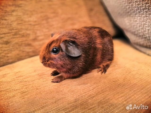 Морская свинка малыш Гарри