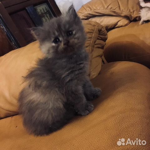 Котенок полуперс