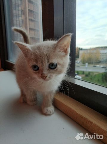 Сладкая редкость: рыжая девочка 1.5 мес в дар