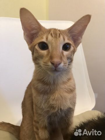 Ориентальный котенок