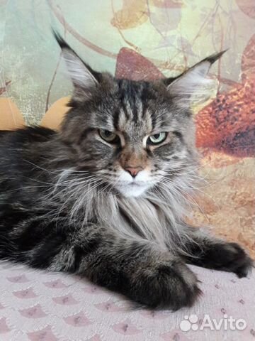 Кошка мейн-кун в добрые руки