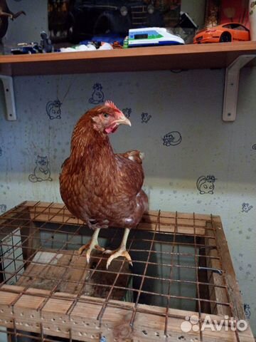 Отдам курицу в хорошие руки