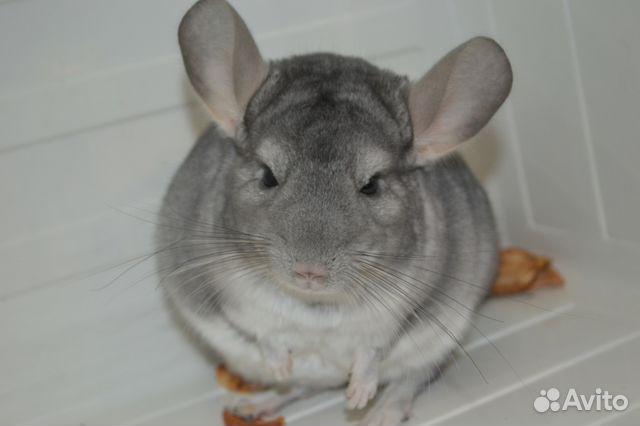 Шиншилла, самец, сапфир носитель фиолета