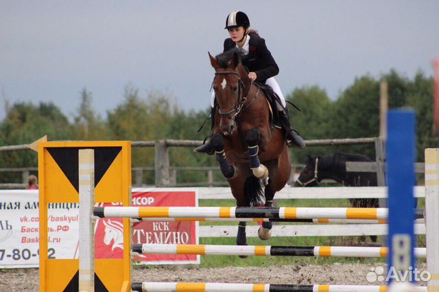 Жеребец в спорт