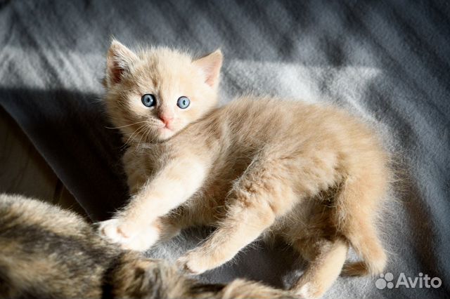 Котята-1 месяц,мальчик и девочка,бежевый окрас