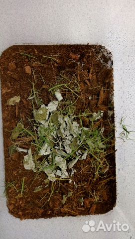 Палочник индийский