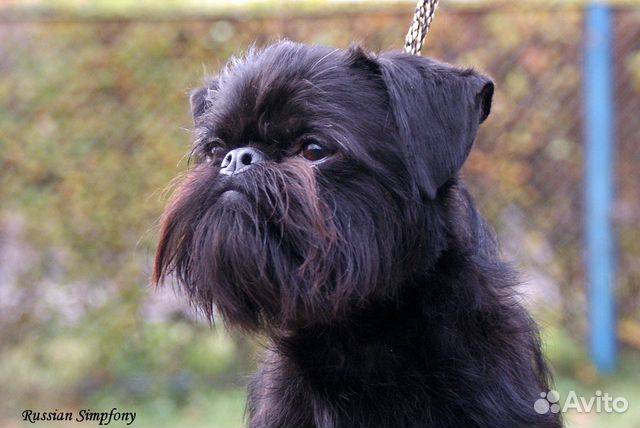 Мальчик бельгийского гриффона