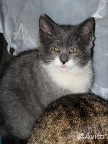 Шикарный малыш Оникс - 3мес, в добрые руки