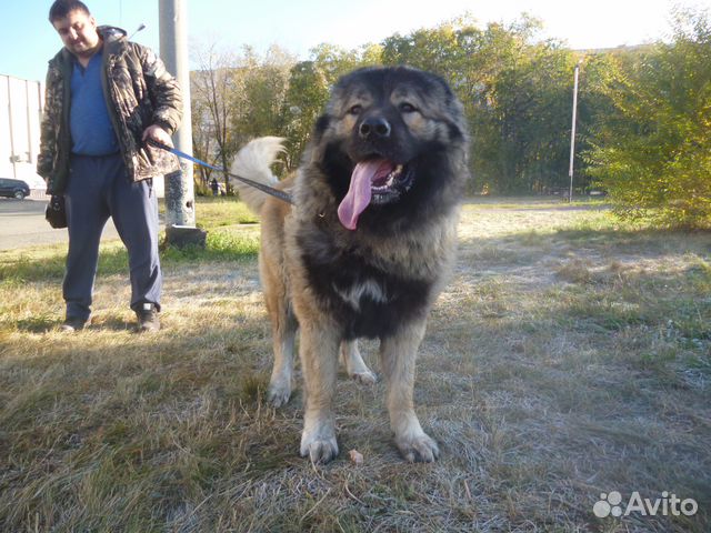 Щенки кавказской овчарки