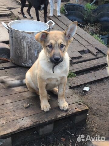 Барон. Верный друг и будущий охранник