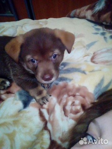 Помесь с Вельш-корги Кардиганом (кобель)