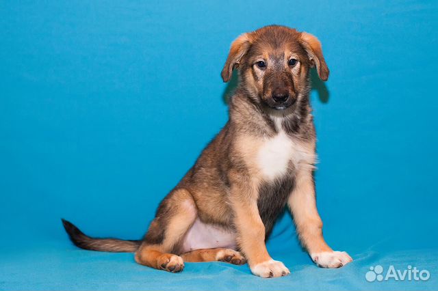 Щенуля Фанта в добрые руки