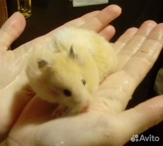 Сирийский хомяк девочка 4 мес