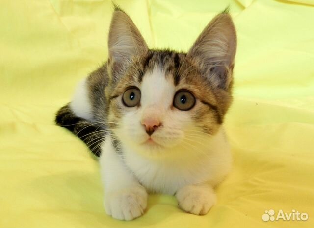 Котенок девочка - кареглазая очаровашка