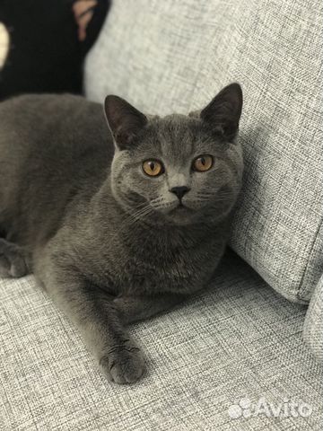 Вязка британцев кошки