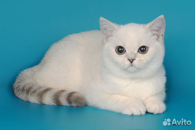 Продажа котенка