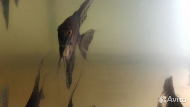 Аквариумная рыба оптом