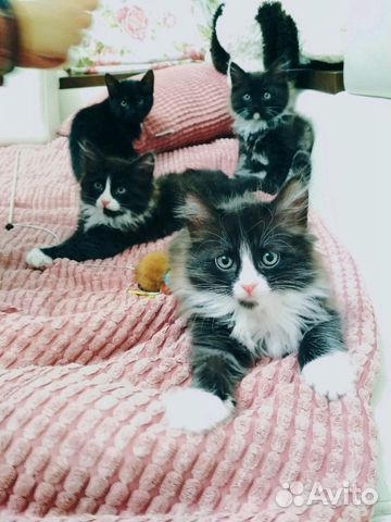 Котенок в ваш дом