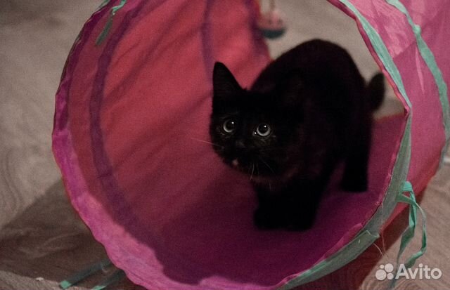 Котенок ночная фурия в добрые руки