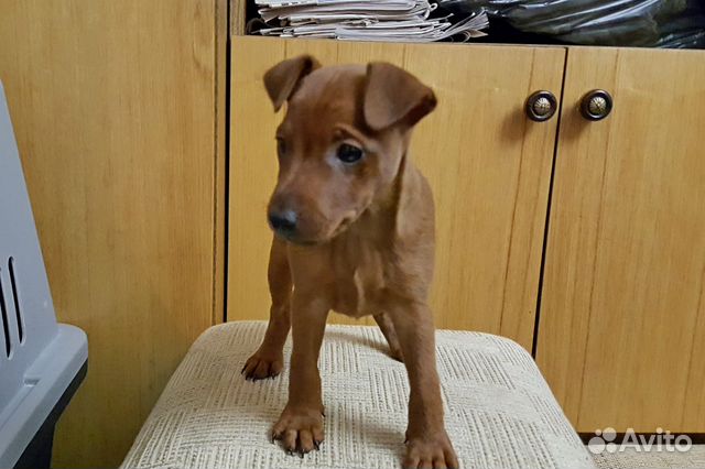 Мальчик цвергпинчера