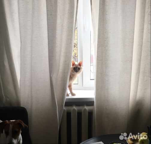 Отдам в хорошие руки кота
