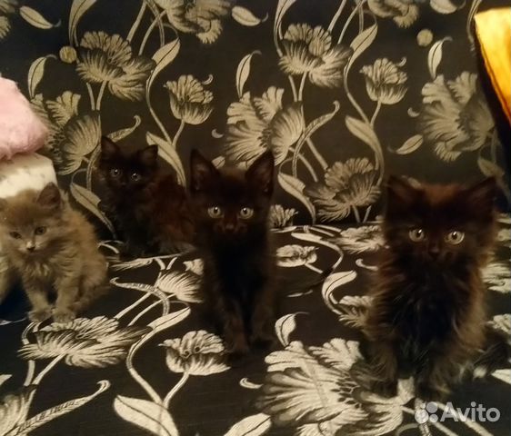 Отдам котят