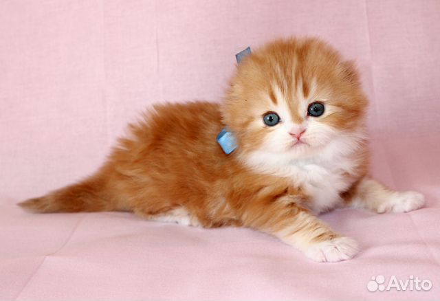 Хайленд фолд, шотландский мальчишка(бронирование)